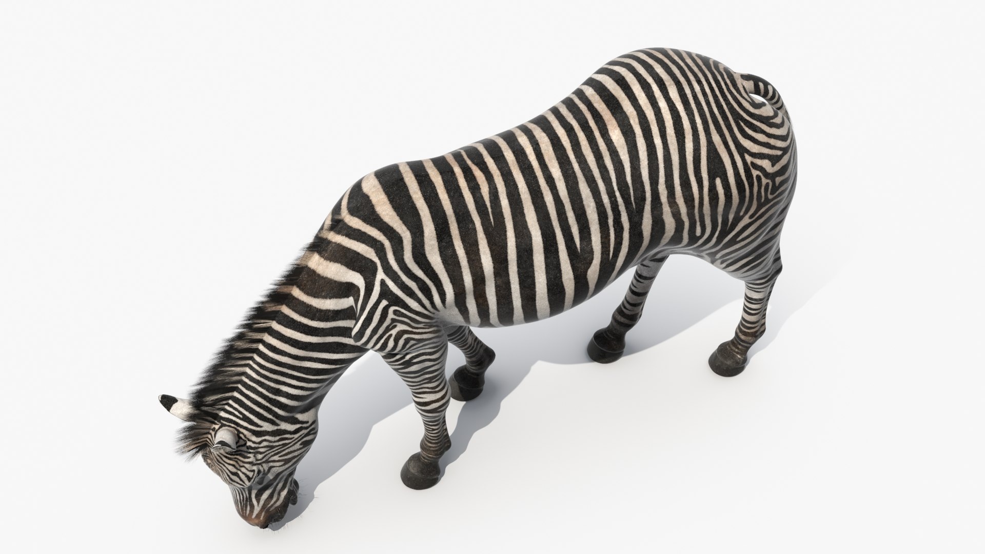 Plains Zebra Eating Fur 3D Model - TurboSquid 2366182