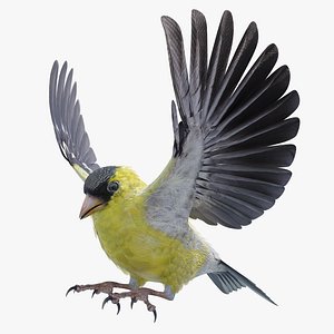 3d Model Bird Cardinal Standing Wings