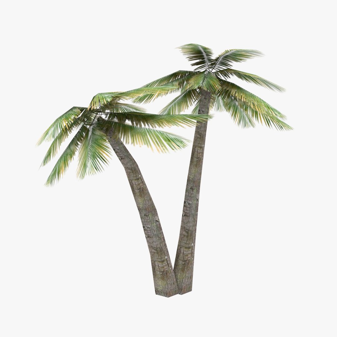3d palm tree model