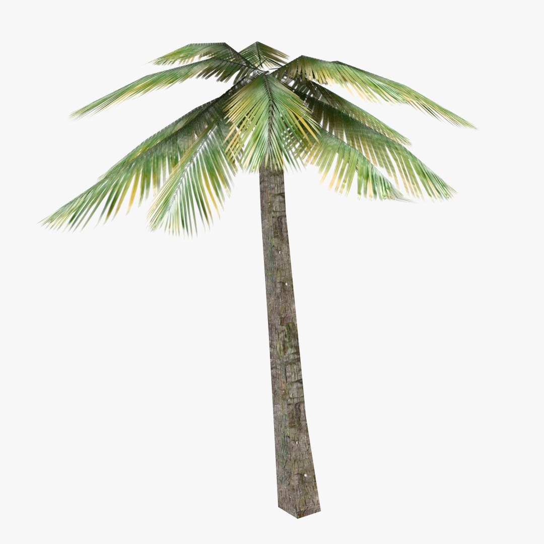 3d palm tree model