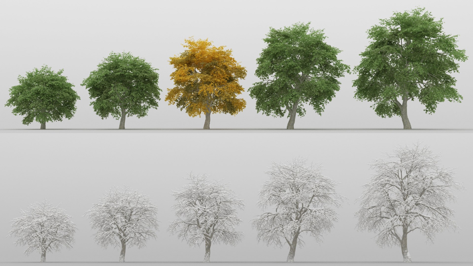 Summer Beech Tree 3D Model - TurboSquid 1688398