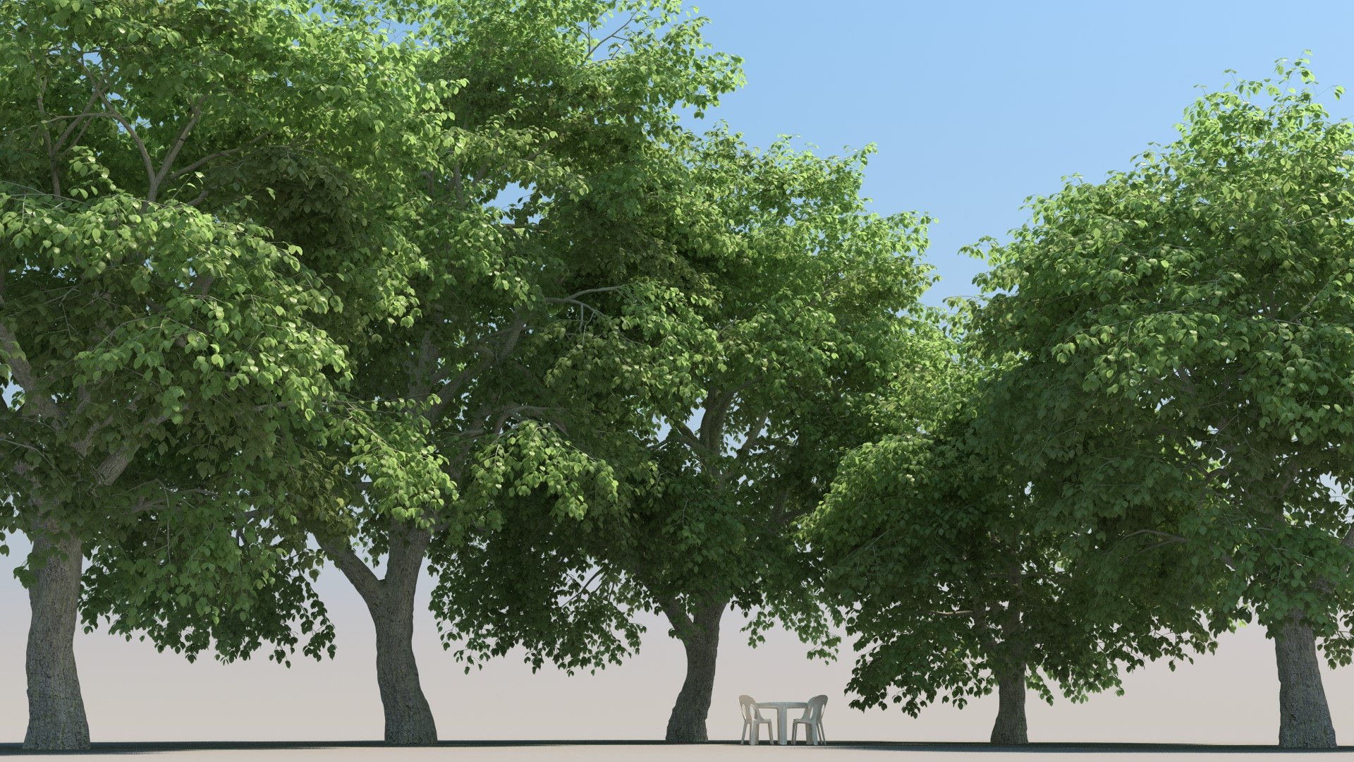Summer Beech Tree 3D Model - TurboSquid 1688398
