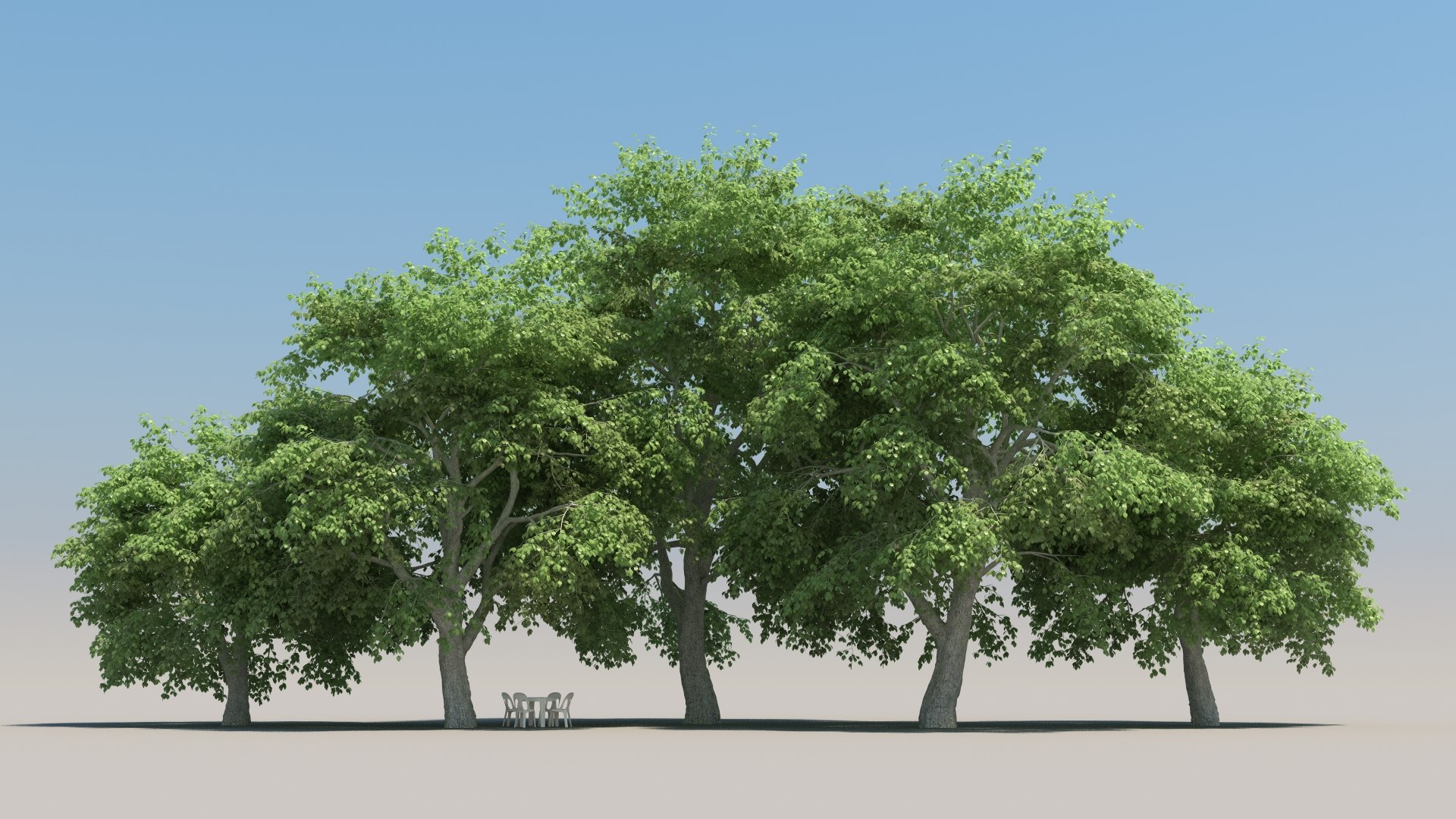 Summer Beech Tree 3D Model - TurboSquid 1688398