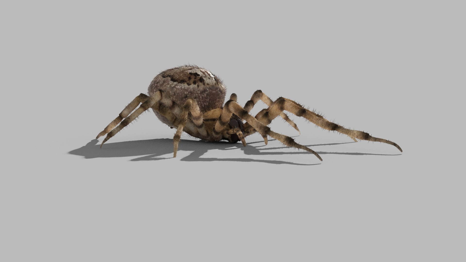 ORB SPIDER 3D MODEL REALISTIC 3D Model - TurboSquid 1846101