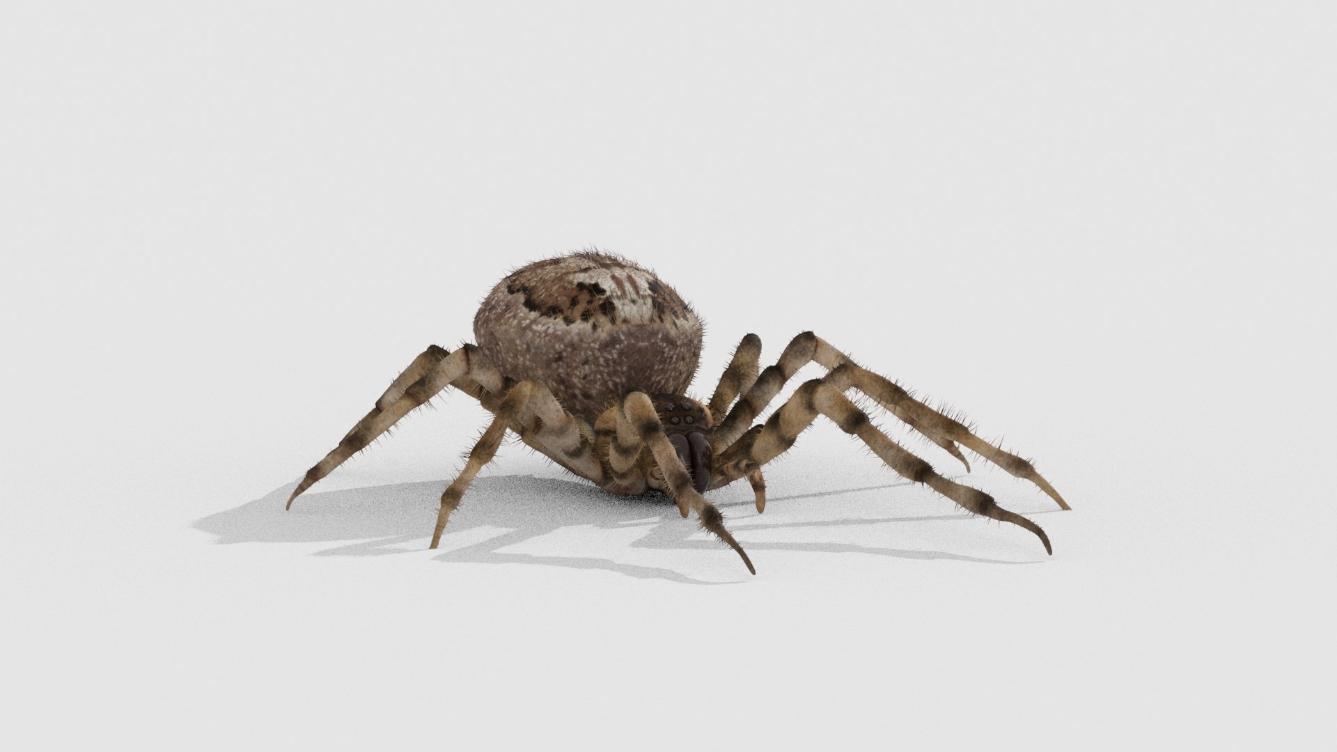 ORB SPIDER 3D MODEL REALISTIC 3D Model - TurboSquid 1846101