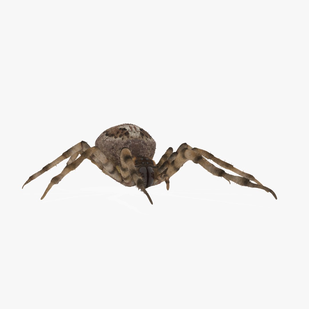 ORB SPIDER 3D MODEL REALISTIC 3D Model - TurboSquid 1846101