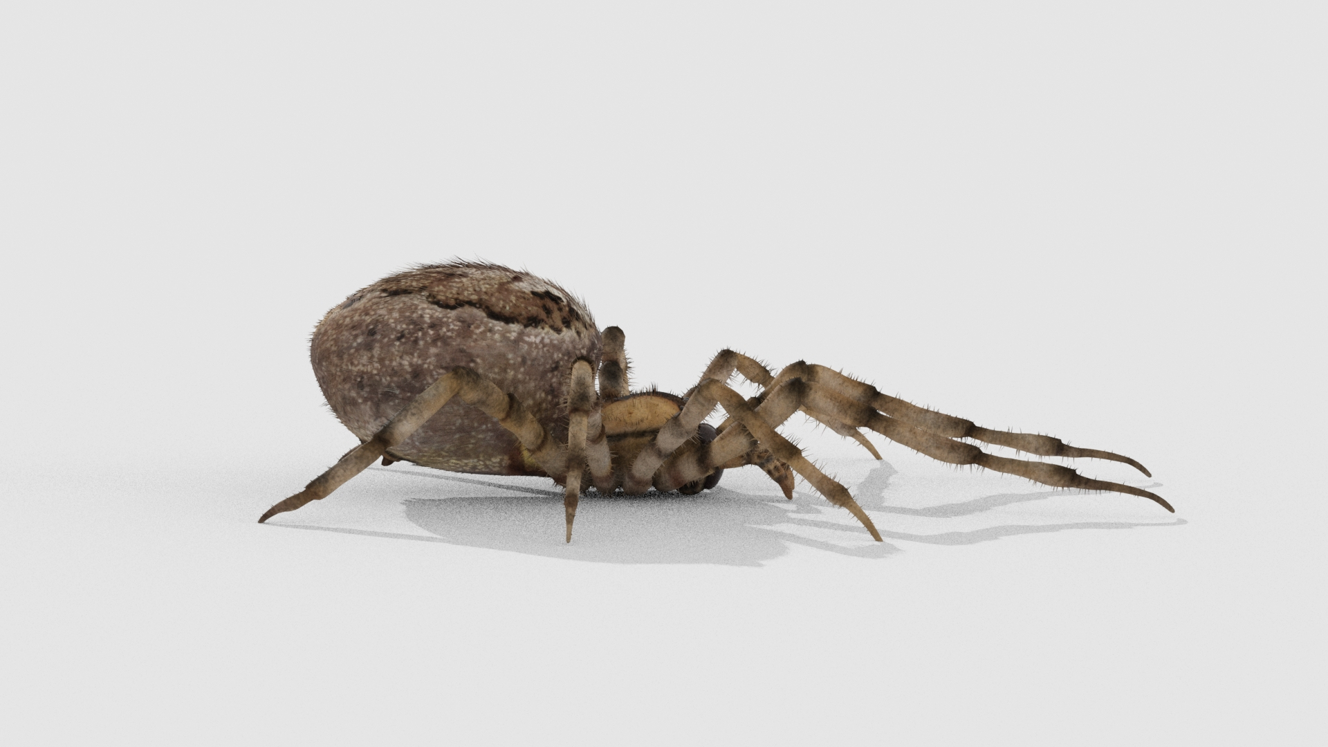 ORB SPIDER 3D MODEL REALISTIC 3D Model - TurboSquid 1846101