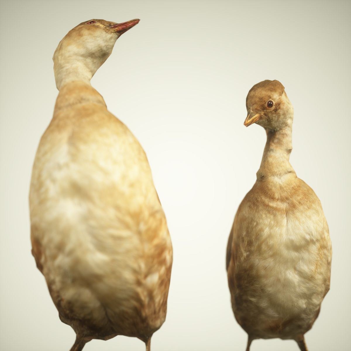 3D animal digital photogrammetry model - TurboSquid 1162991