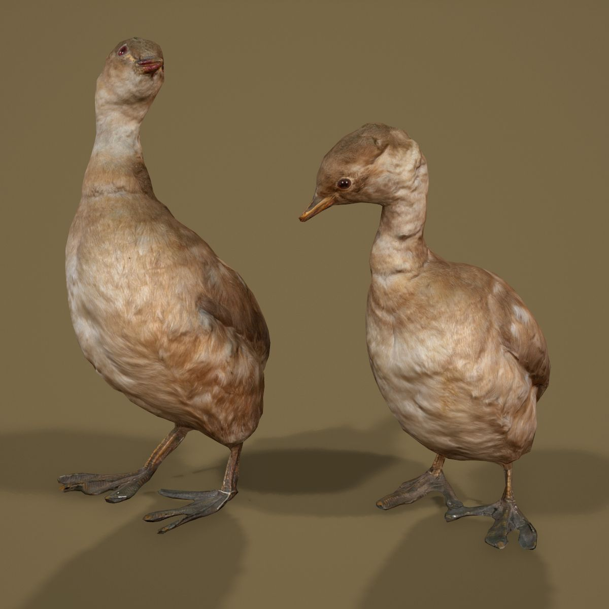 3D animal digital photogrammetry model - TurboSquid 1162991