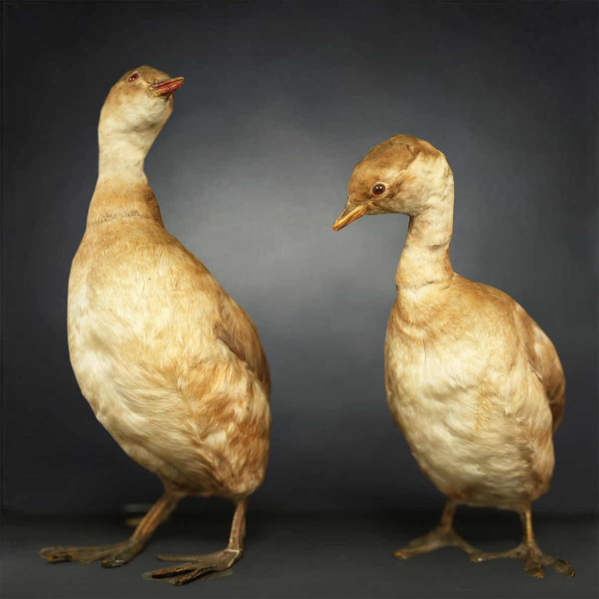 3D animal digital photogrammetry model - TurboSquid 1162991