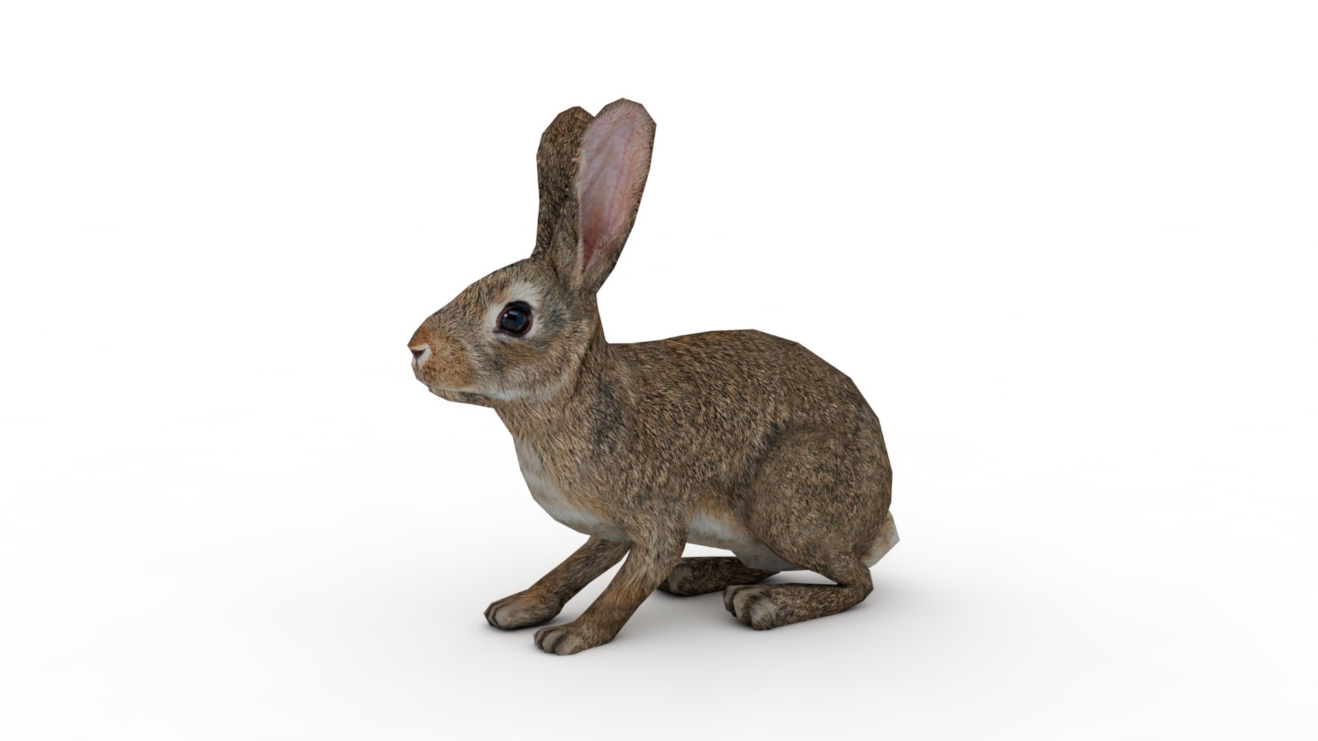 Rabbit 3D Model - TurboSquid 2237892