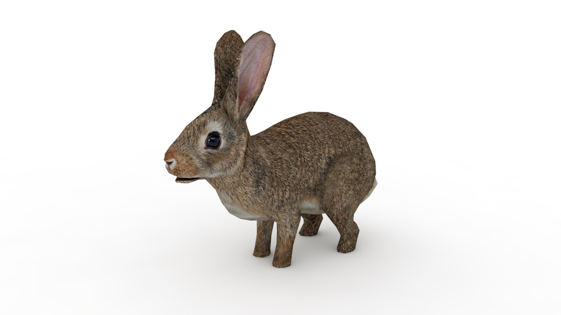 Rabbit 3D Model - TurboSquid 2237892