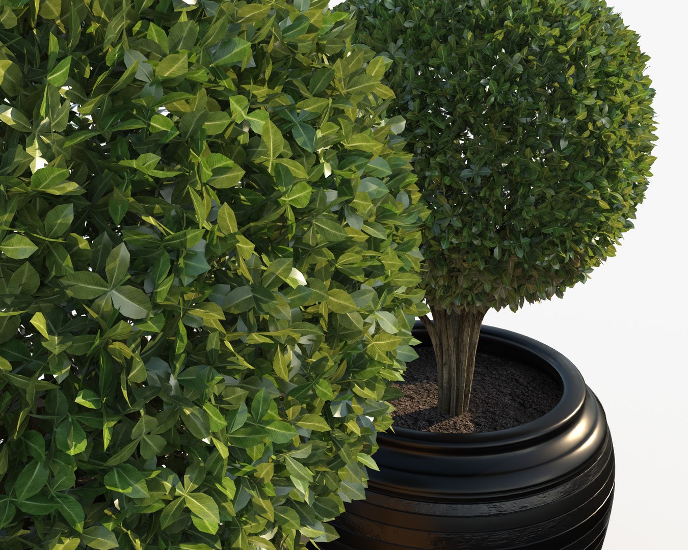 boxwoods rustic pots 3d max