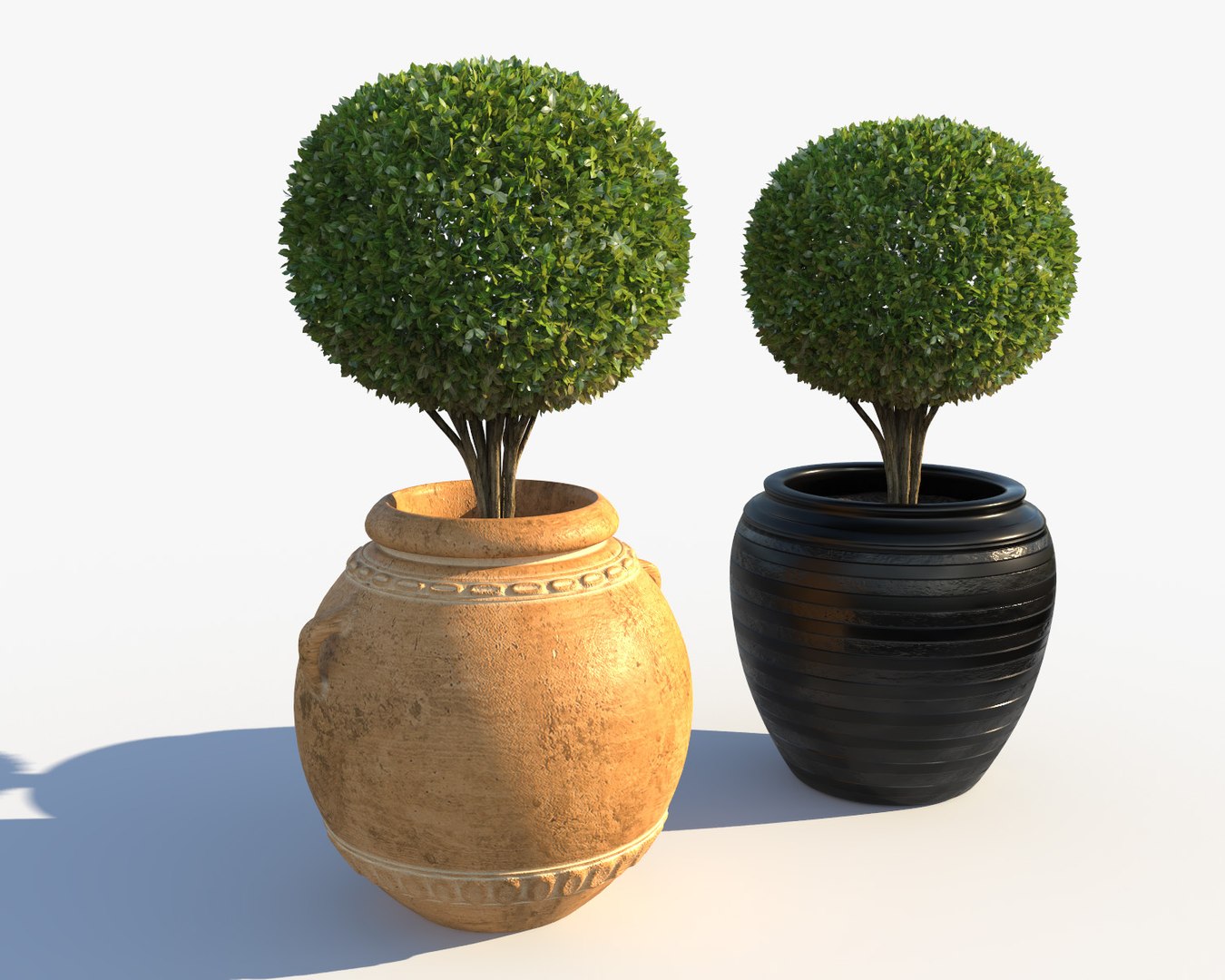 boxwoods rustic pots 3d max