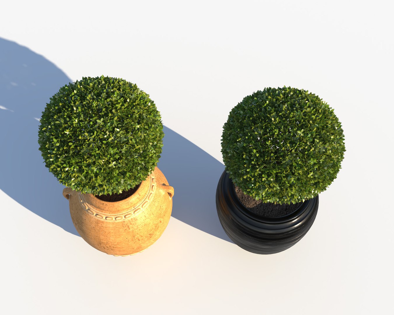 boxwoods rustic pots 3d max