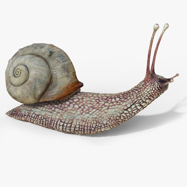 Snail 3D - TurboSquid 1845596