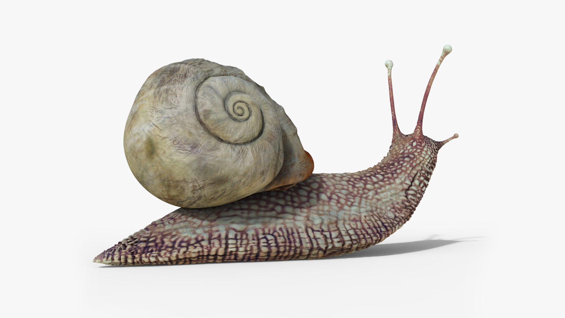 Snail 3D - TurboSquid 1845596