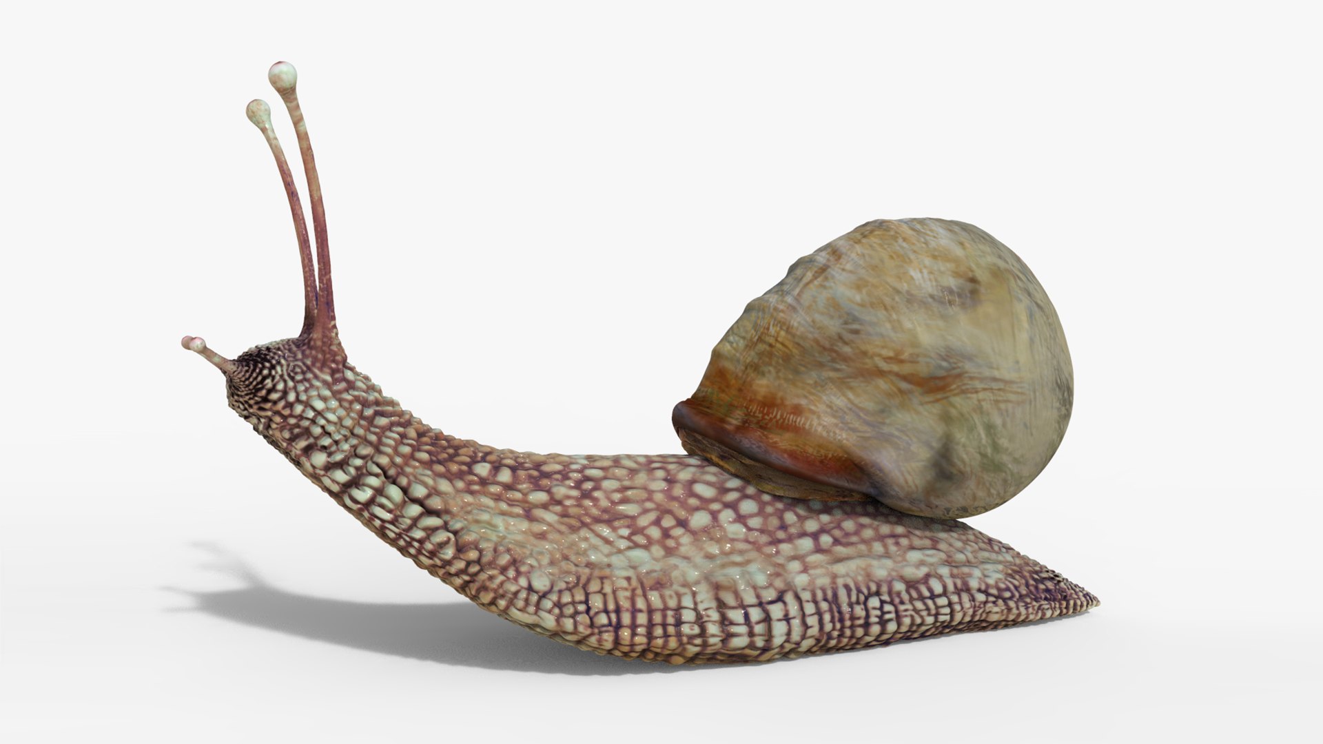 Snail 3D - TurboSquid 1845596