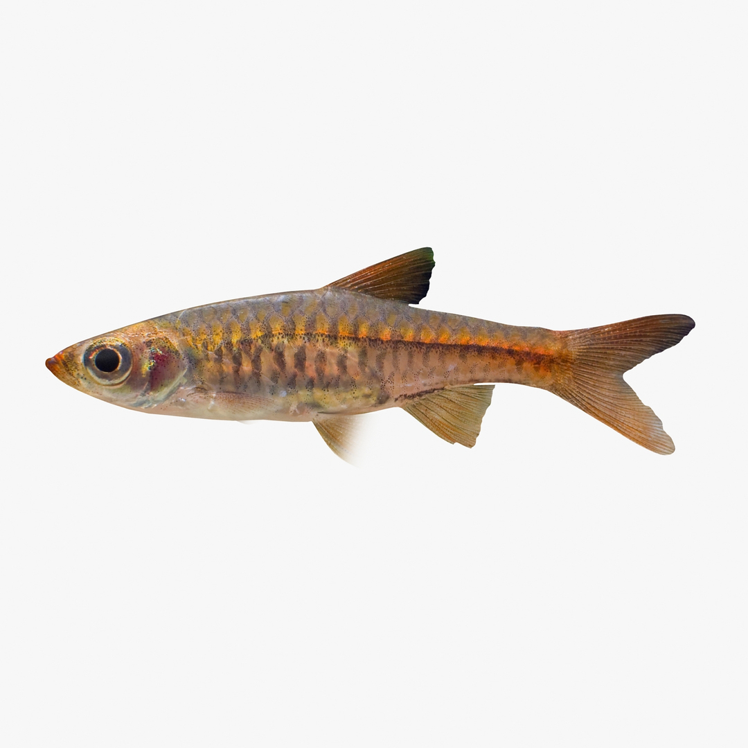 rasbora vulcanus 3d obj