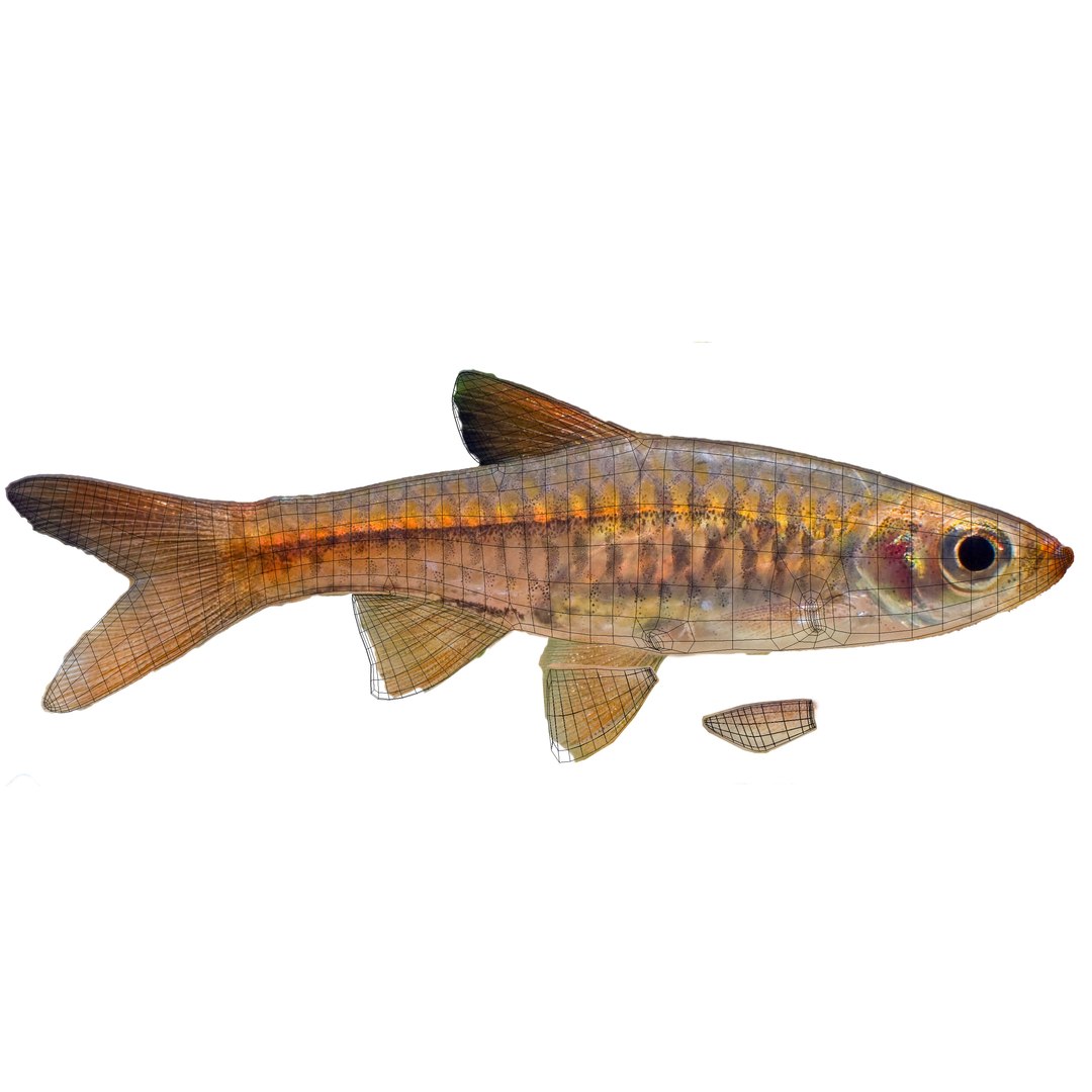 rasbora vulcanus 3d obj