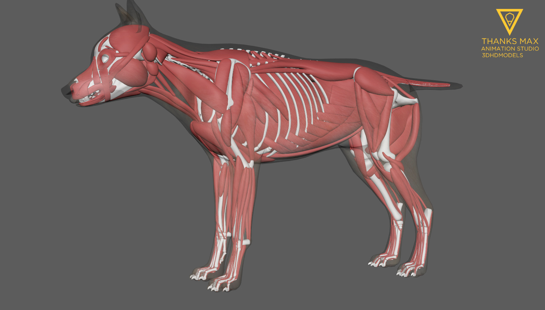 ma dog anatomy canine