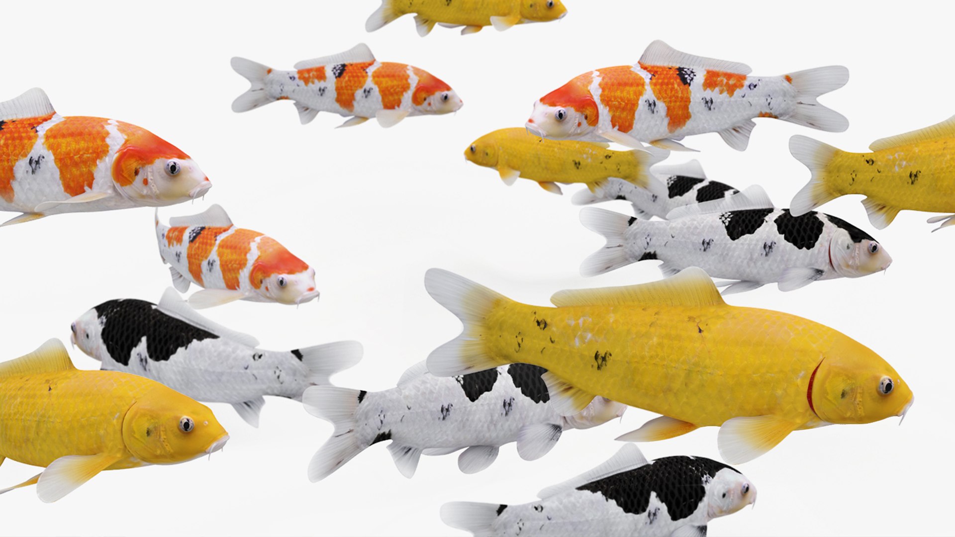 Koi Fishes Animation 3D Model - TurboSquid 1438301