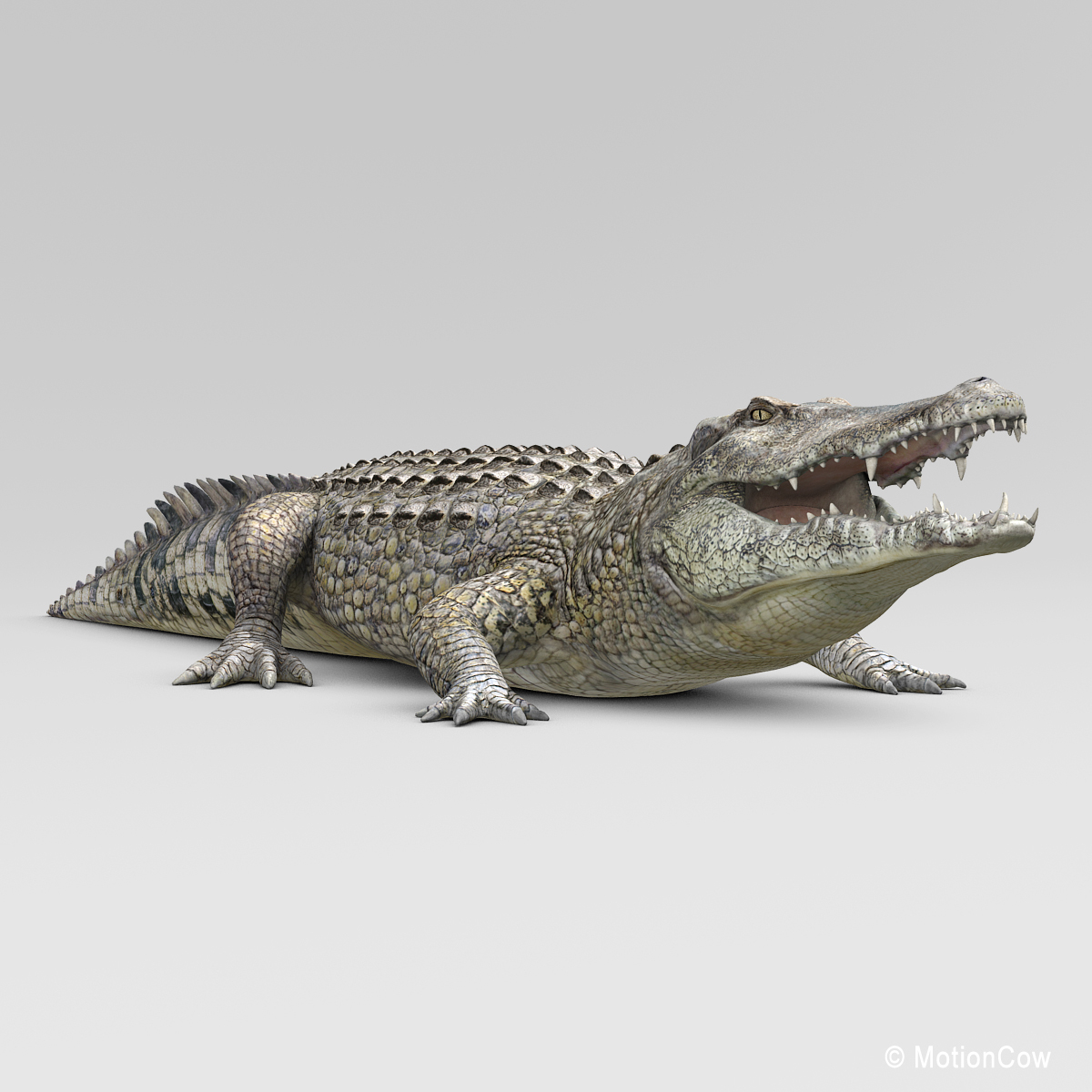 realistic crocodile max