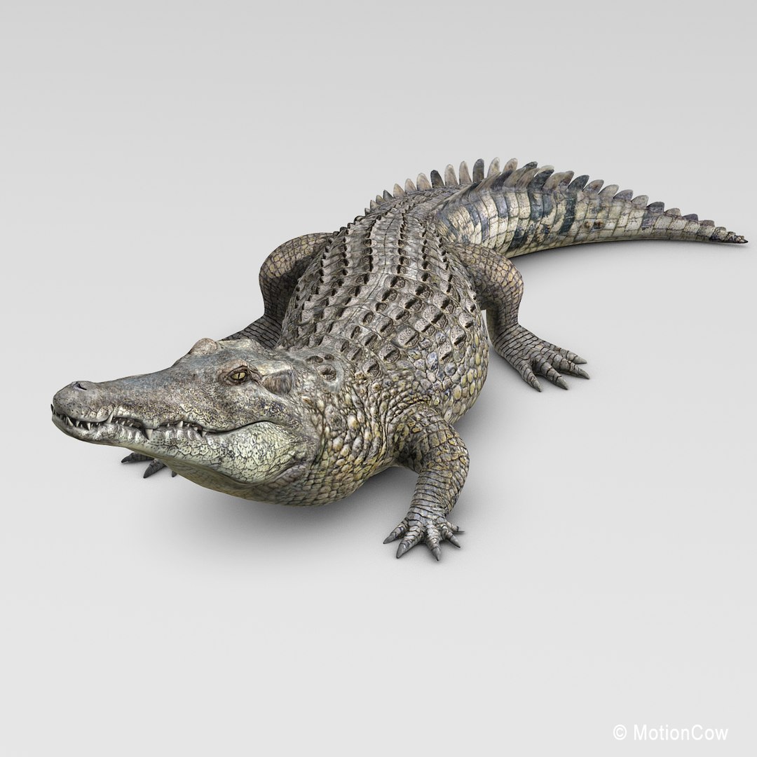 Realistic Crocodile Max