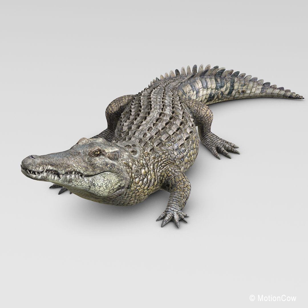 realistic crocodile max