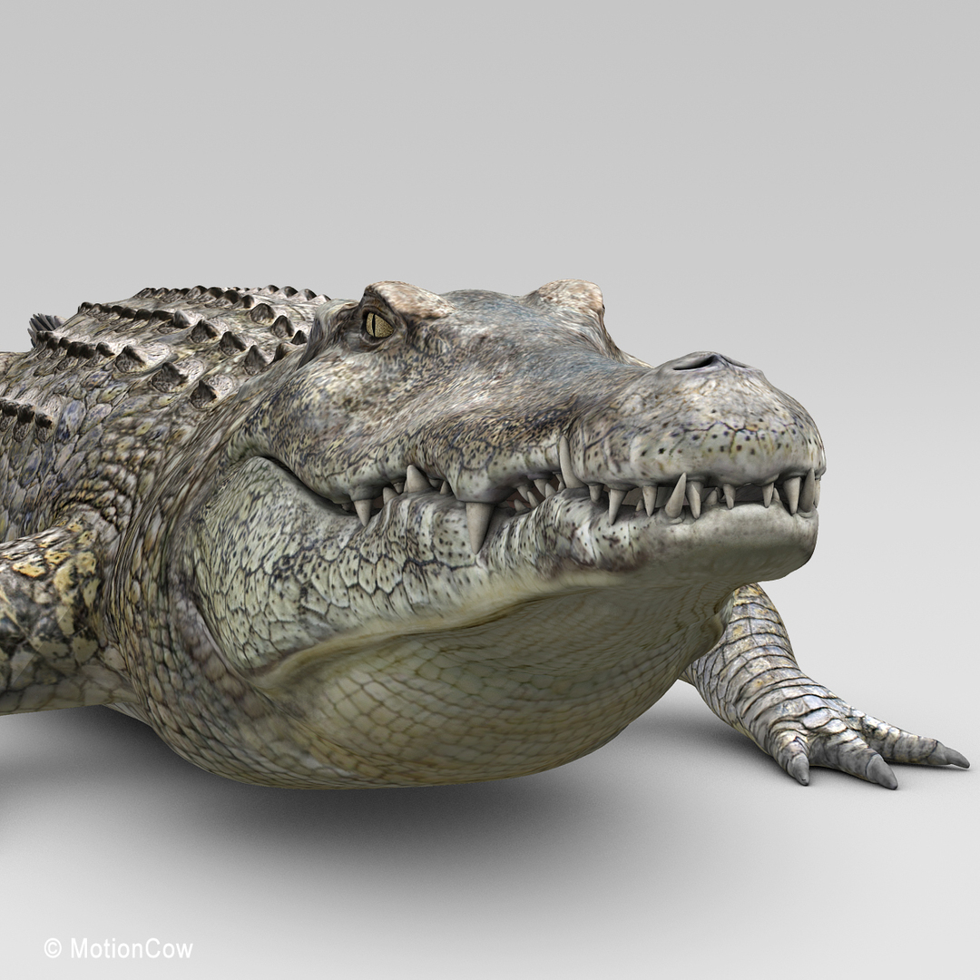 realistic crocodile max