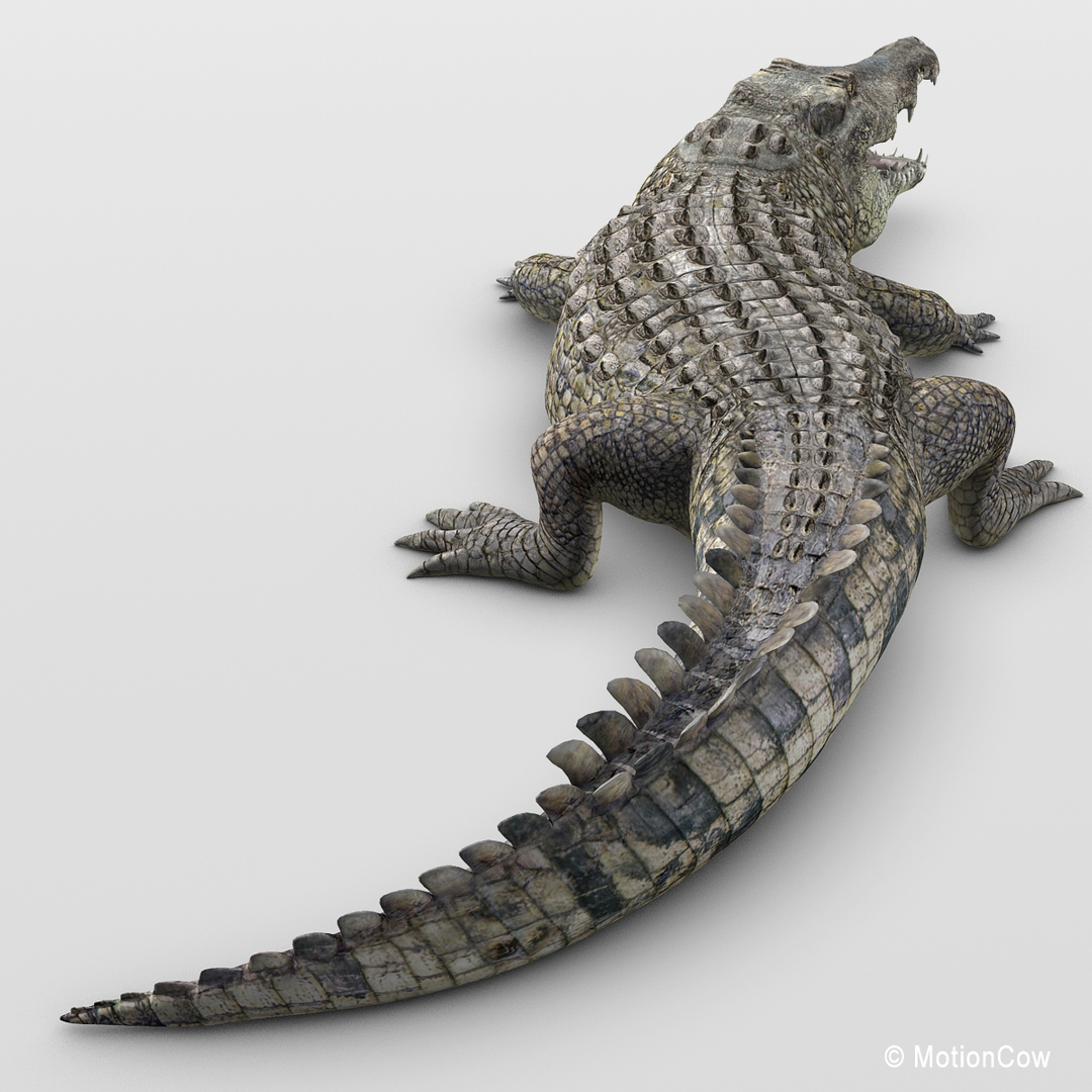 realistic crocodile max