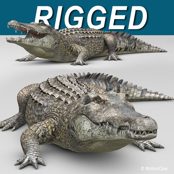 Crocodile 3D Models for Download | TurboSquid