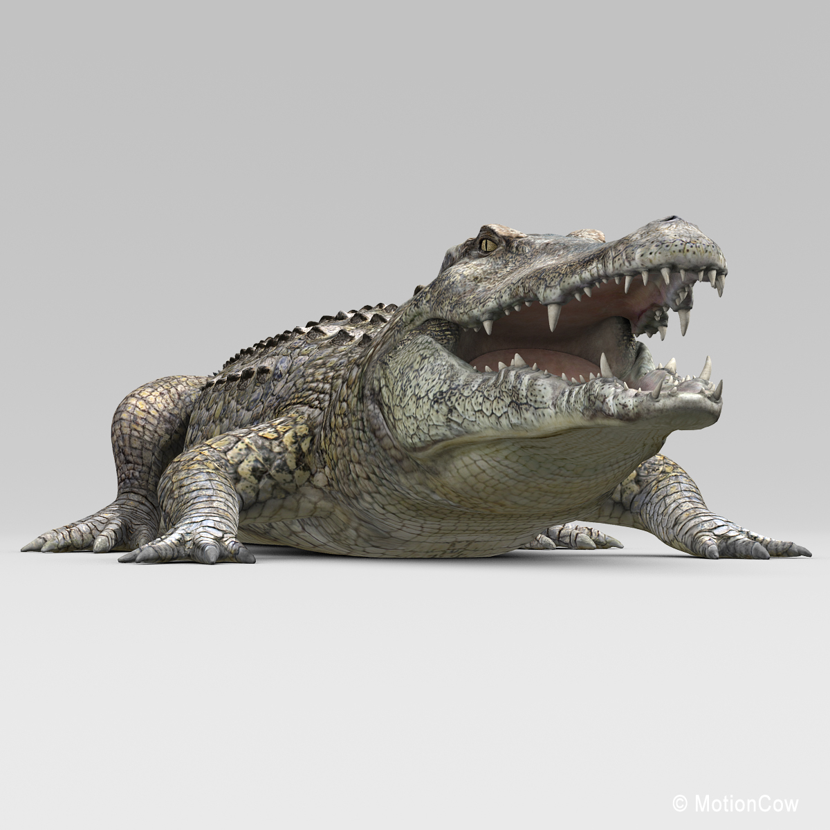 realistic crocodile max