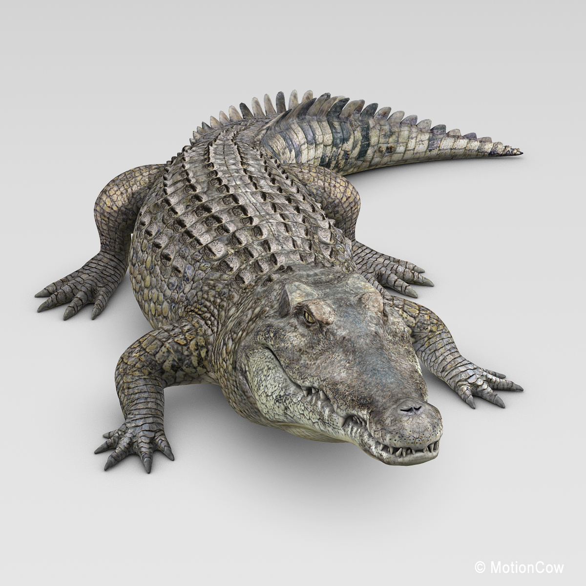 realistic crocodile max