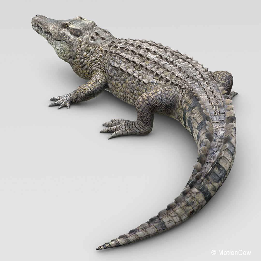 Realistic Crocodile Max