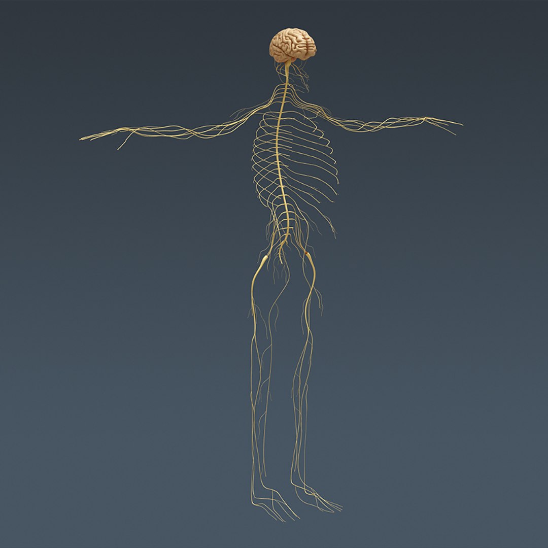 Anatomically Human Male Body 3d Model