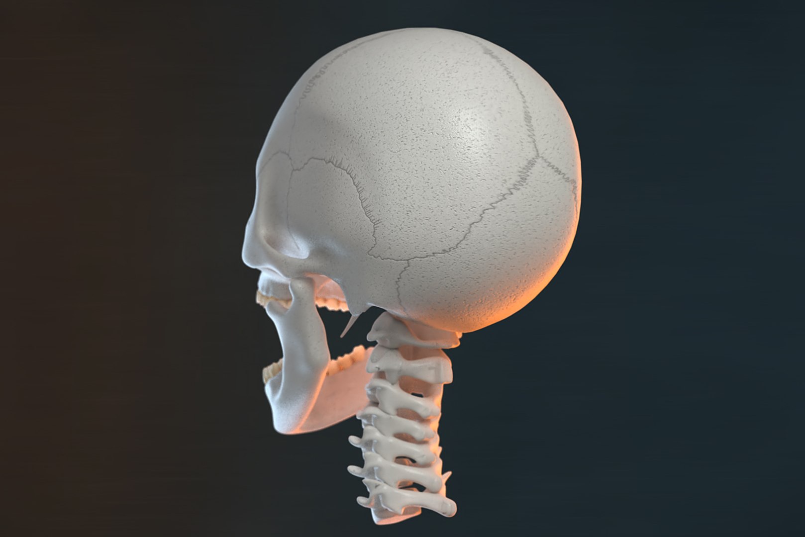3D skull v-ray model - TurboSquid 1339697