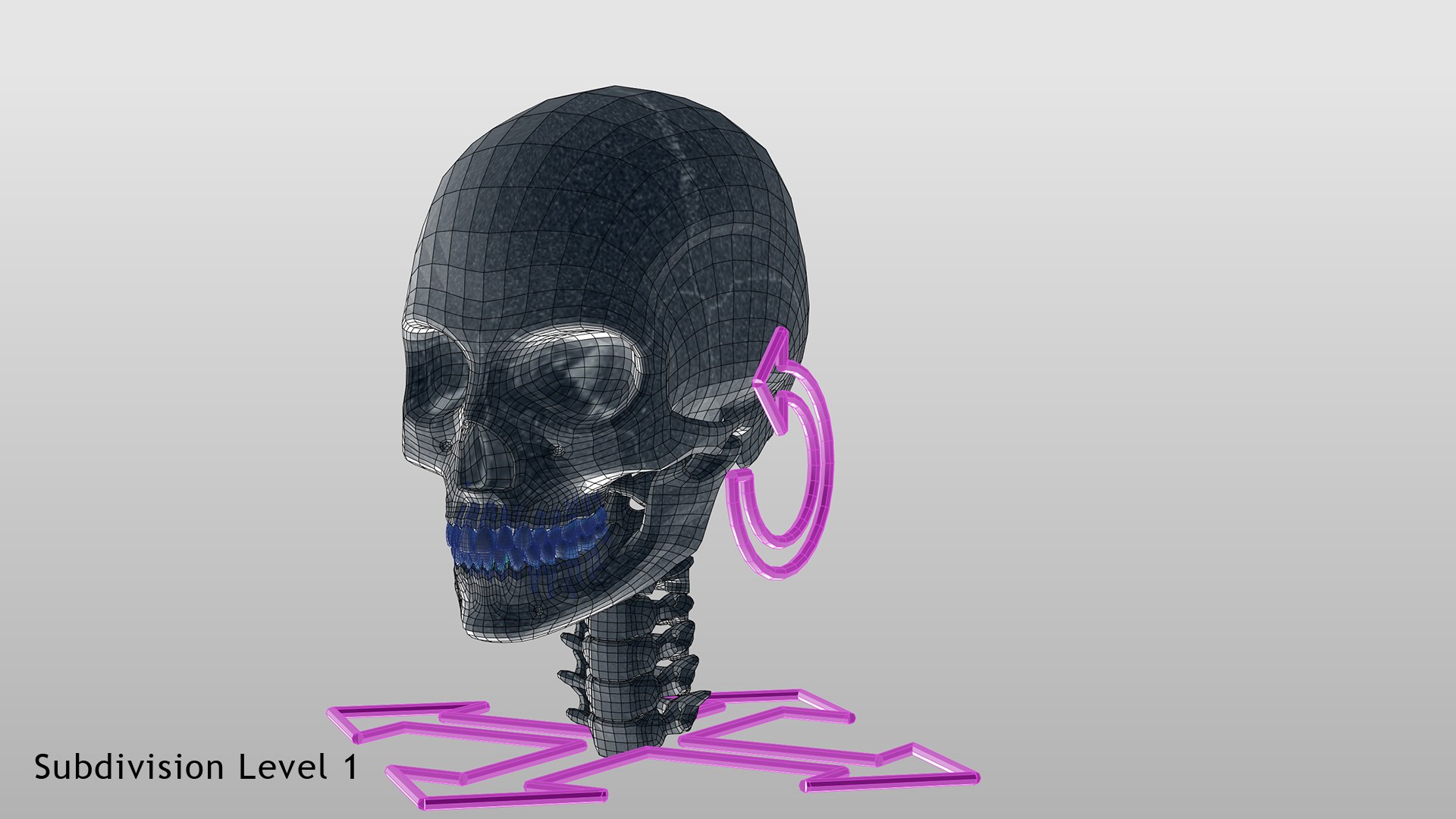 3D skull v-ray model - TurboSquid 1339697