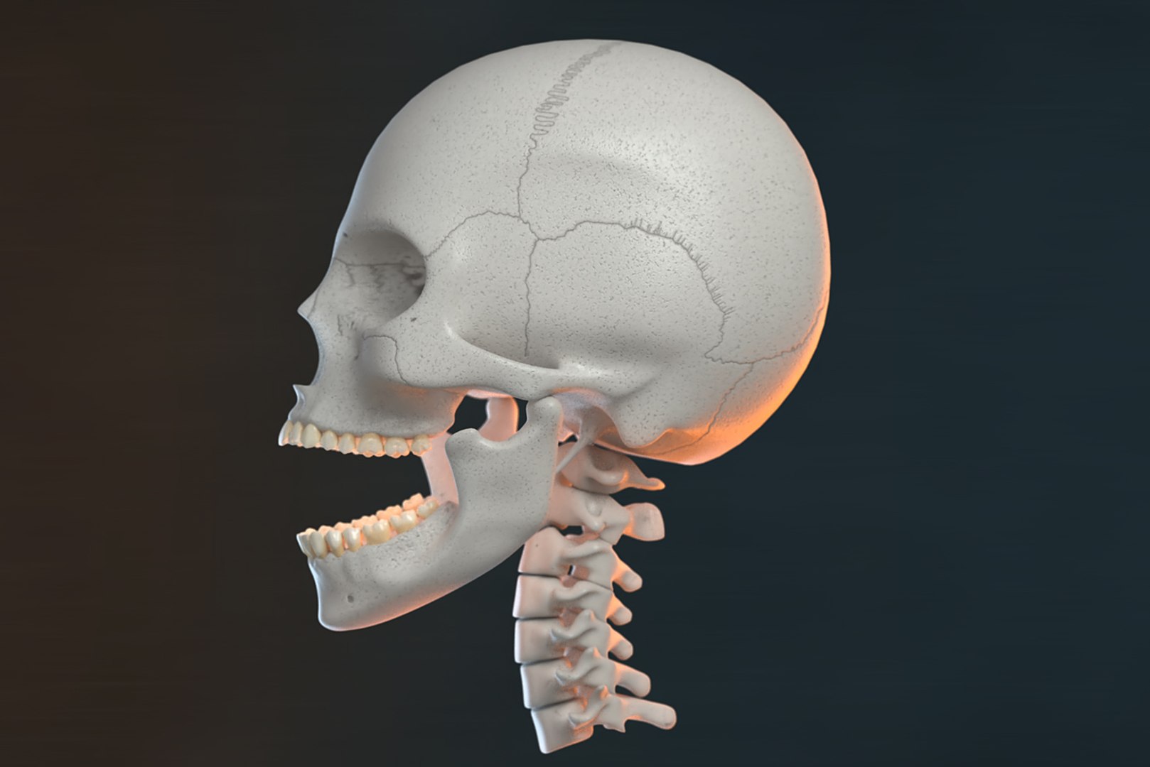3D skull v-ray model - TurboSquid 1339697