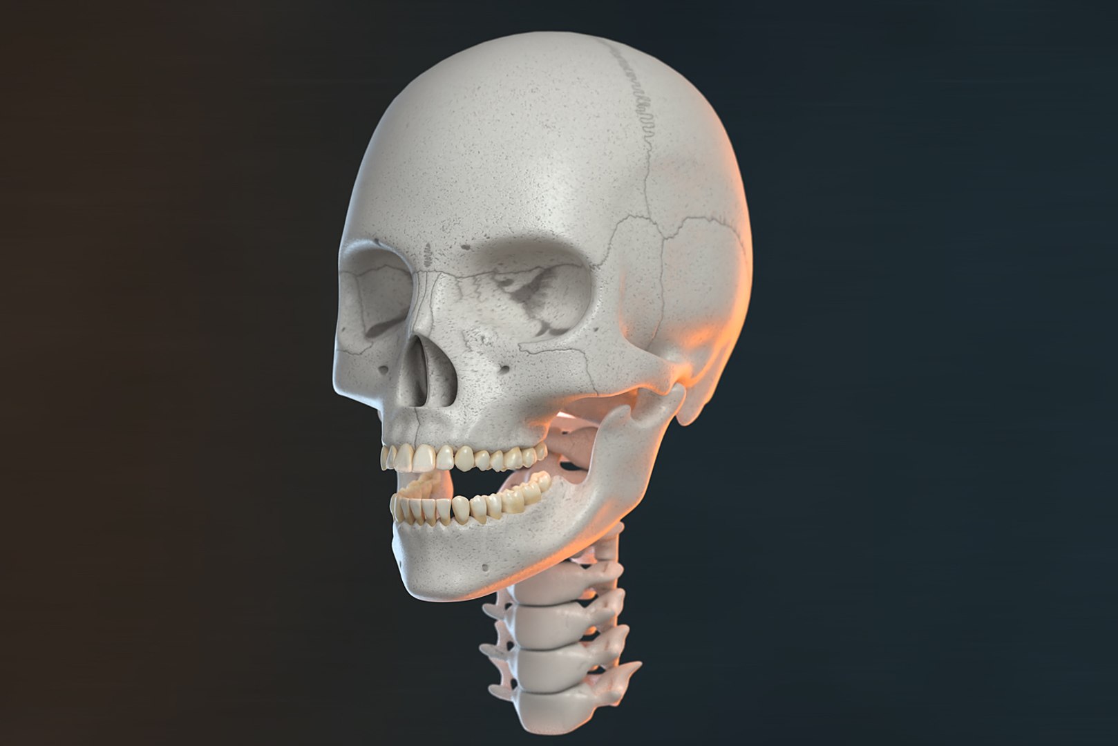 3D skull v-ray model - TurboSquid 1339697