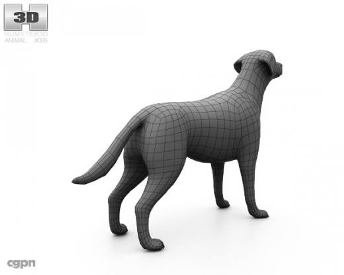 3d Dog Domestic Labrador Model