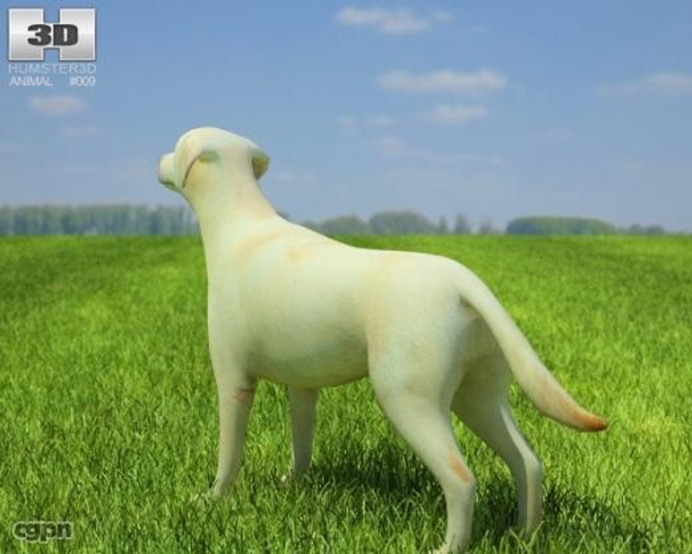 3d Dog Domestic Labrador Model