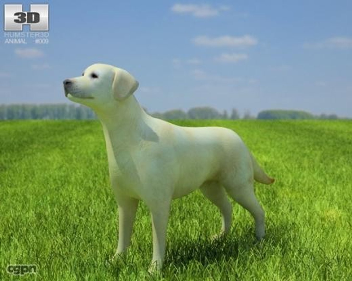 3d Dog Domestic Labrador Model