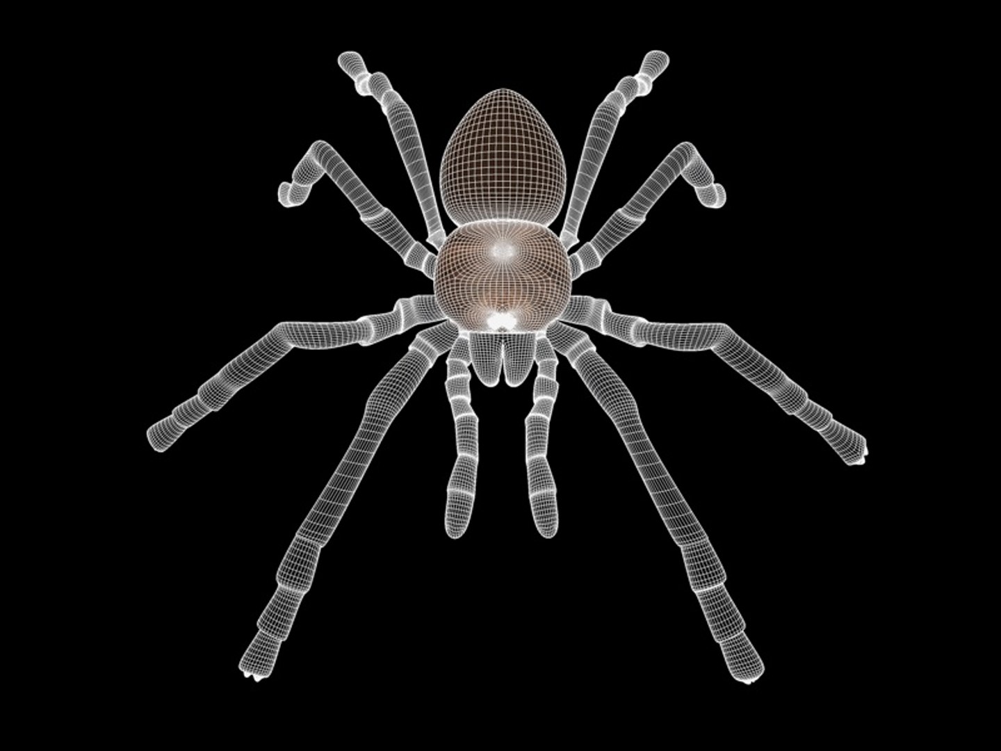 3d tarantula spider model