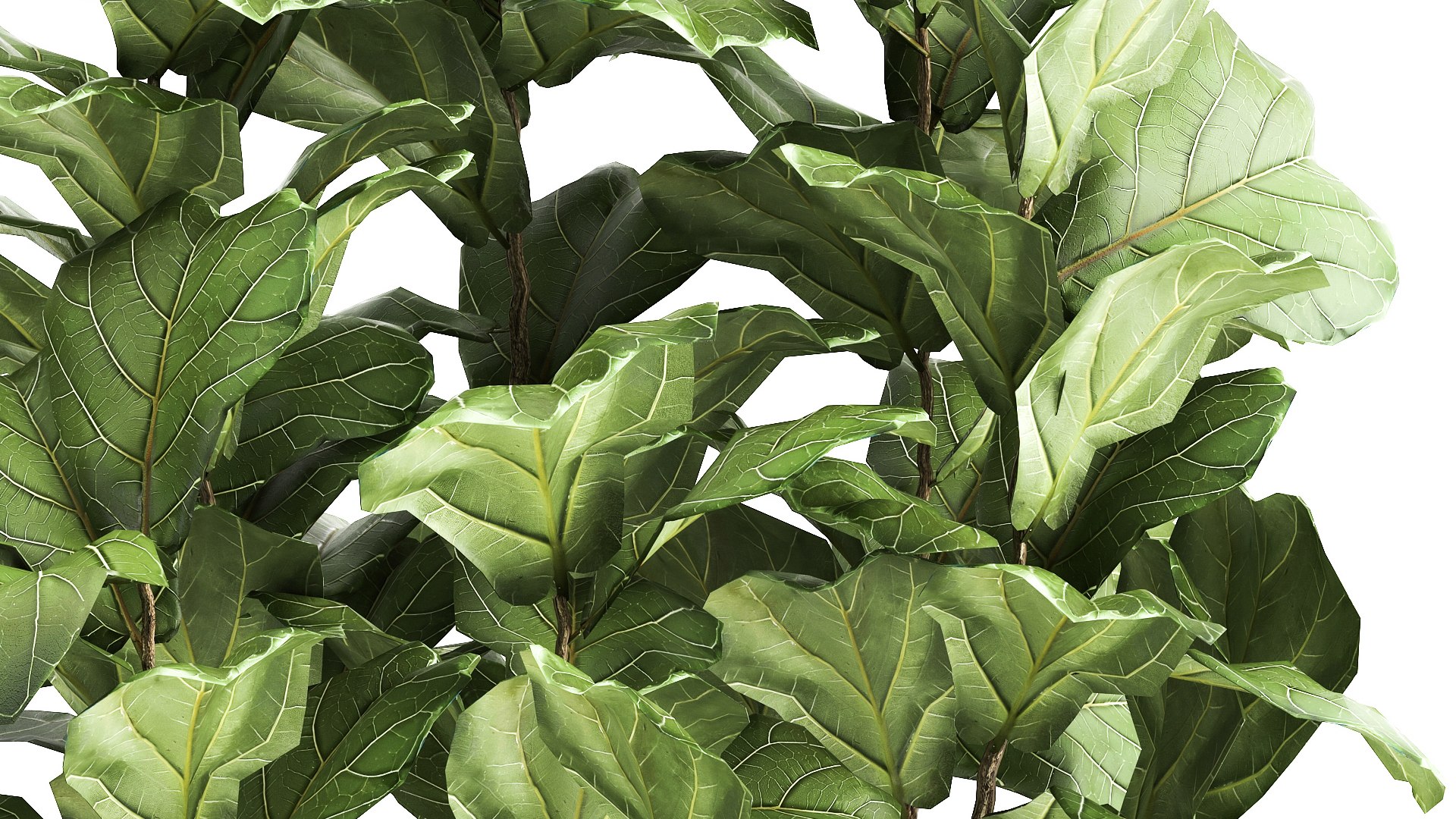 Ficus lyrata in a rust pot for the interior 1040 3D model - TurboSquid ...