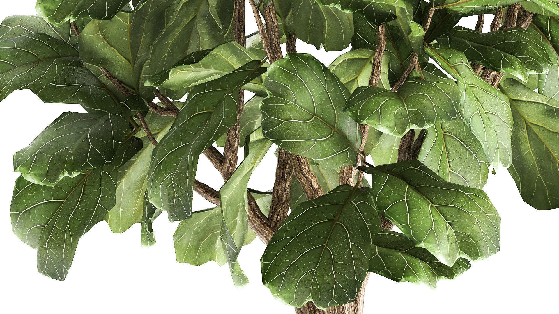 Ficus lyrata in a rust pot for the interior 1040 3D model - TurboSquid ...