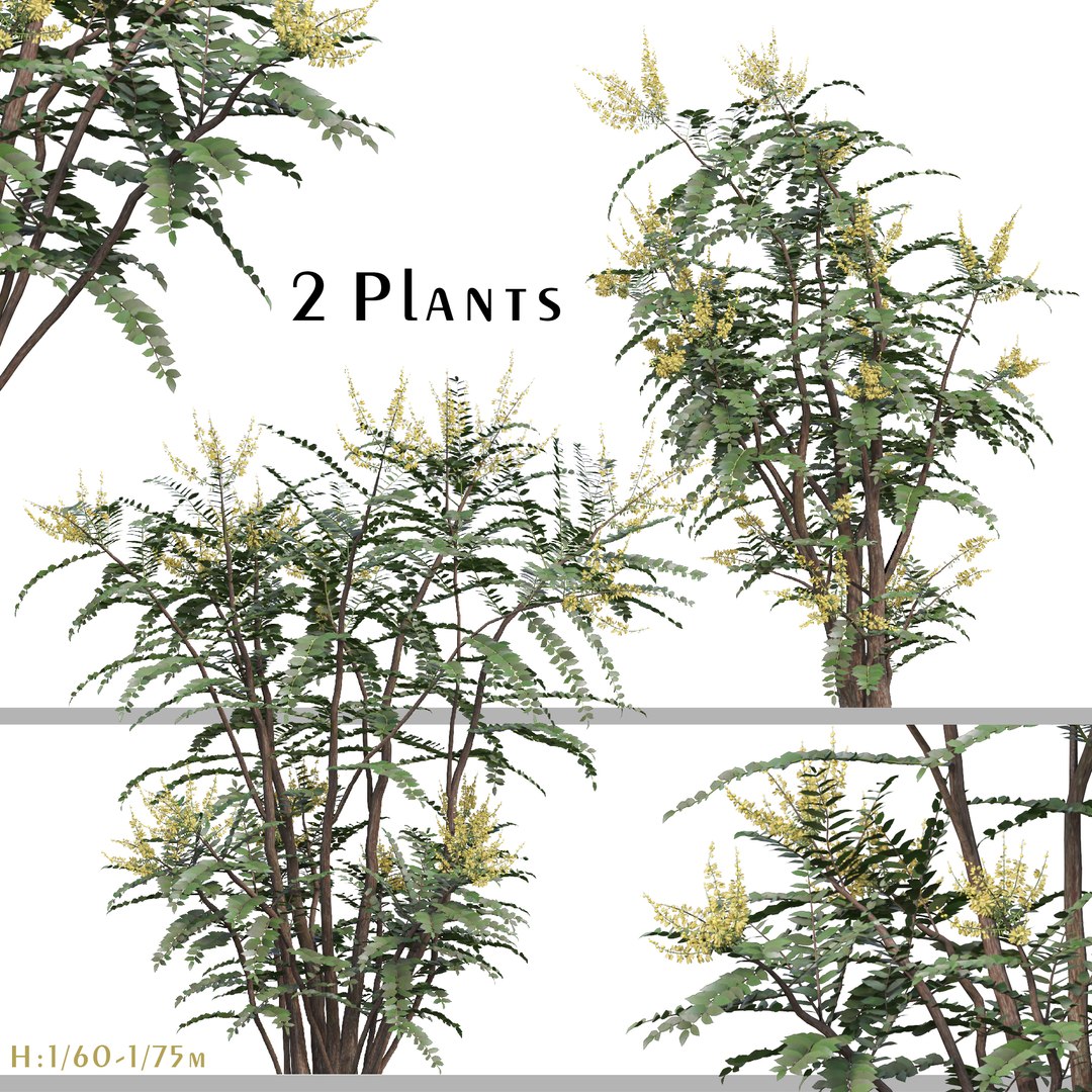 Set Of Mahonia Media Plant Oregon Grape 2 Plants 3D - TurboSquid 1954429