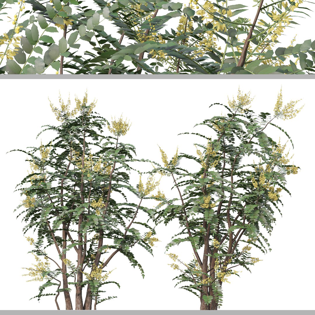 Set Of Mahonia Media Plant Oregon Grape 2 Plants 3D - TurboSquid 1954429