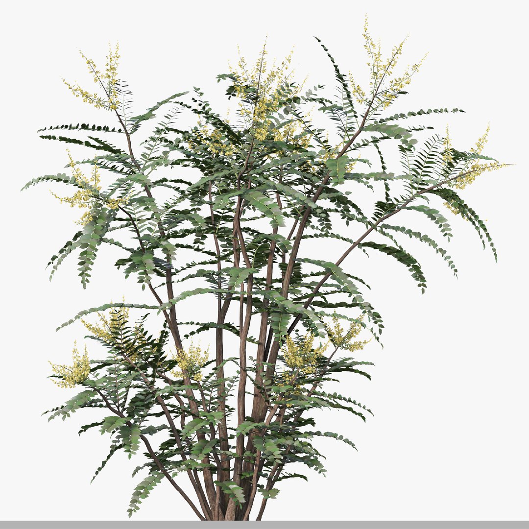Set Of Mahonia Media Plant Oregon Grape 2 Plants 3D - TurboSquid 1954429
