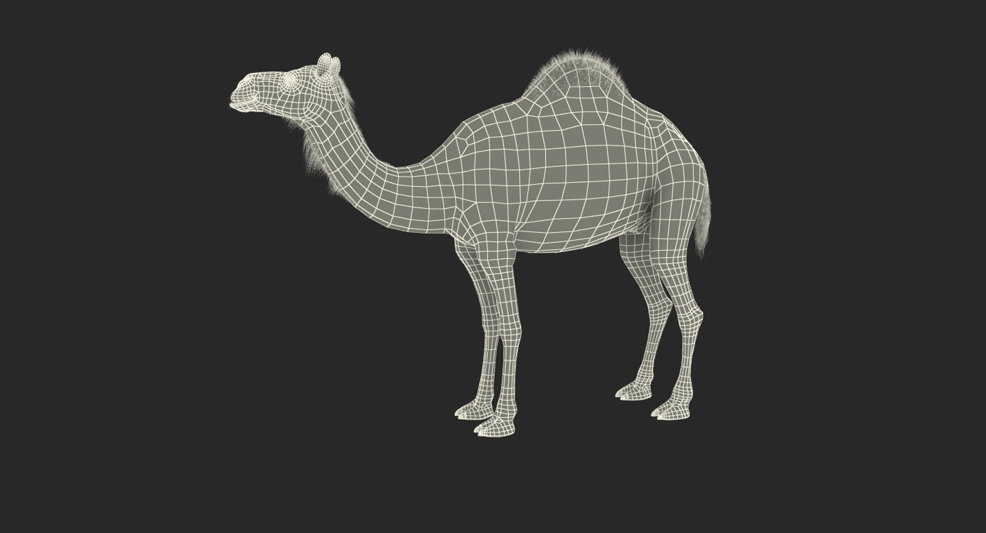 3d Model Camel Standing Pose